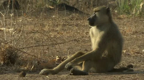 Baboon Stock Videos – Royalty-Free HD & 4K Videos