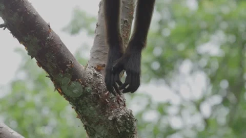 Spider Feet Stock Videos – Royalty-Free HD & 4K Videos | Pond5