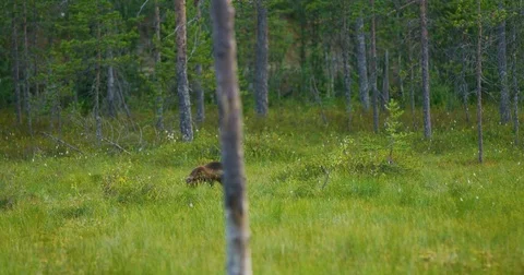 Wild Wolverine Video Stock Videos – Royalty-Free HD & 4K Videos | Pond5