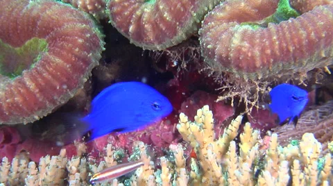 Melanesian Stock Video Footage | Royalty Free Melanesian Videos | Pond5