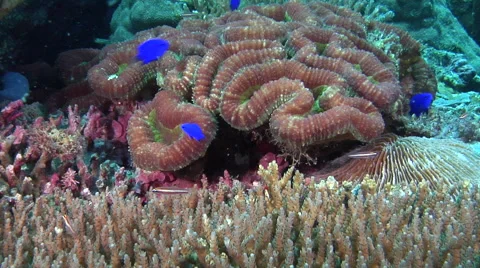 Melanesian Stock Video Footage | Royalty Free Melanesian Videos | Pond5