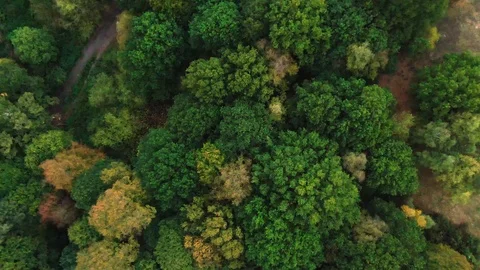 Aerial ascending turning view of tree to... | Stock Video | Pond5