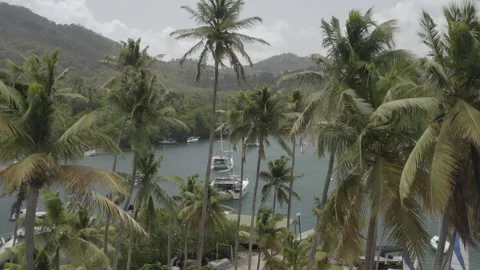 Aerial ascends behind palm trees in Mari... | Stock Video | Pond5