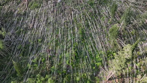 Aerial avalanche destroyed mountain fore... | Stock Video | Pond5