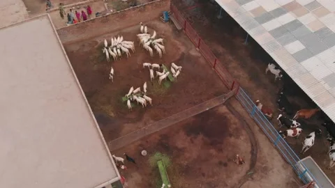 Aerial Birds Eye View Of Cow Farm Buildi... | Stock Video | Pond5