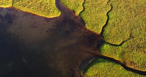 Aerial Birds Eye View Of Green Swamp at ... | Stock Video | Pond5