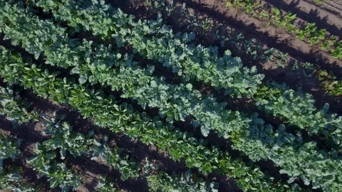 AERIAL: Birds eye view of greenery plant... | Stock Video | Pond5