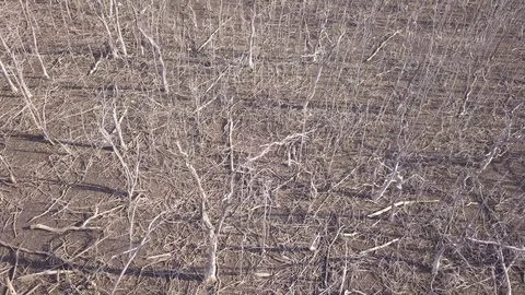 Aerial of Dead Defoliated Forest Only Sn... | Stock Video | Pond5