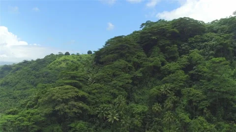 AERIAL: Dense acacia and palm trees fore... | Stock Video | Pond5