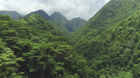 AERIAL: Dense acacia and palm trees fore... | Stock Video | Pond5