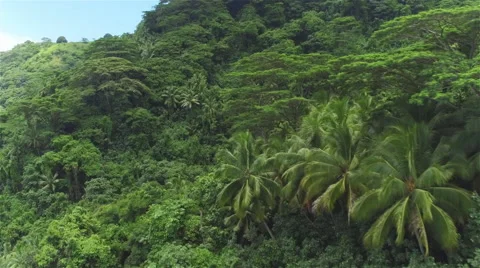 AERIAL: Dense acacia and palm trees fore... | Stock Video | Pond5