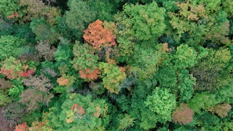 Aerial drifting top view of forest canop... | Stock Video | Pond5