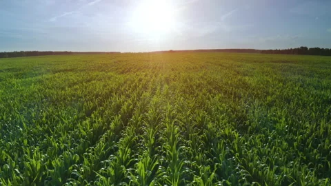 4K Corn Field Stock Footage ~ Royalty Free Stock Videos | Pond5