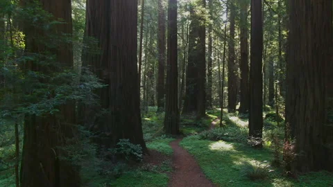 Aerial drone cinematic walk path at Aven... | Stock Video | Pond5