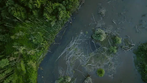 Aerial Swamp Stock Video Footage | Royalty Free Aerial Swamp Videos | Pond5