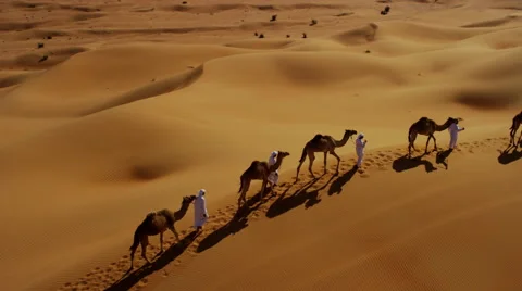 Camel Stock Video Footage | Royalty Free Camel Videos | Pond5
