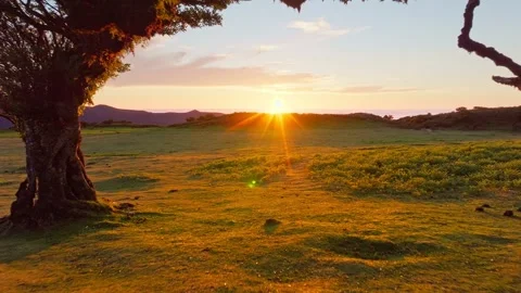 Aerial drone shot of Fanal forest trees ... | Stock Video | Pond5