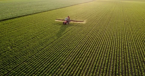 Soybean Stock Video Footage | Royalty Free Soybean Videos | Pond5