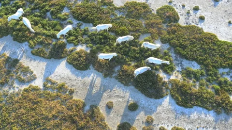 Aerial Drone UAV animal horse herd lives... | Stock Video | Pond5