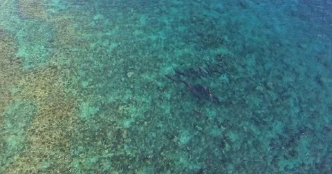 Dolphins Stock Videos – Royalty-Free HD & 4K Videos | Page 3