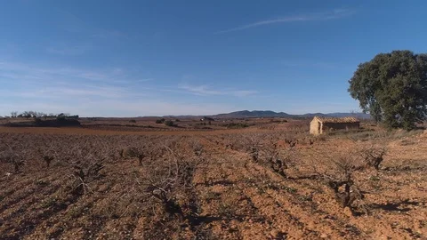 Hot House Grape Stock Videos – Royalty-Free HD & 4K Videos | Pond5