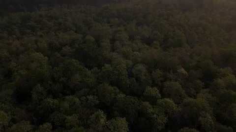 Jungle Fly Over Stock Video Footage | Royalty Free Jungle Fly Over ...