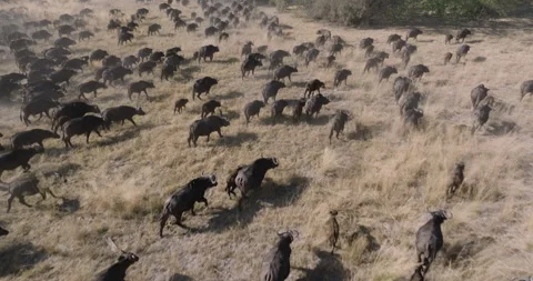 Aerial fly over. Large herd of Cape Buff... | Stock Video | Pond5