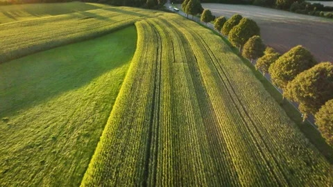 Aerial flying over corn field with agric... | Stock Video | Pond5