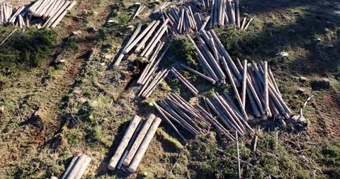 Cut Down Forest Stock Videos – Royalty-Free HD & 4K Videos