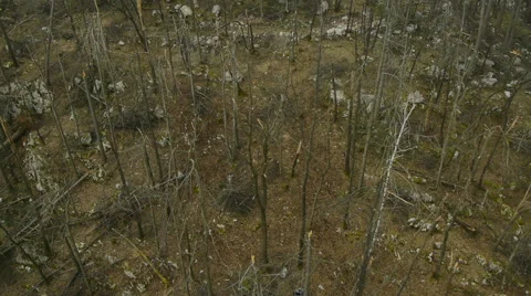Aerial HD: Top View Over Demolished Tree... | Stock Video | Pond5