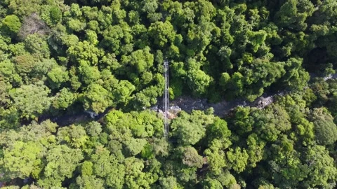 Aerial look down tree top walk elevated ... | Stock Video | Pond5