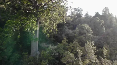 Aerial look up square Kauri tree at the ... | Stock Video | Pond5