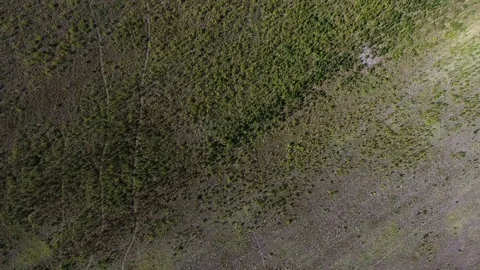 Marijuana Field Stock Footage ~ Royalty Free Stock Videos | Pond5