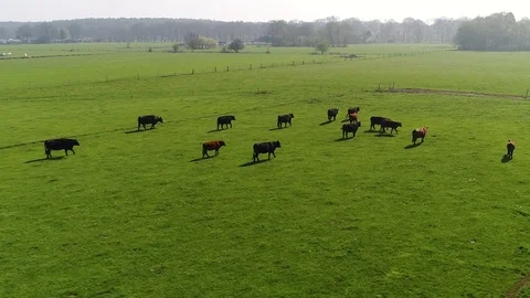 Field With Cows Stock Footage ~ Royalty Free Stock Videos | Pond5