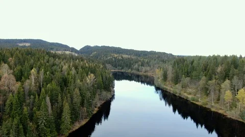 Aerial moving view of pine trees and bla... | Stock Video | Pond5