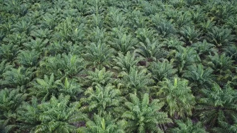 Aerial Oil Palm plantations | Stock Video | Pond5