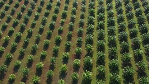 Aerial Oil Palm plantations | Stock Video | Pond5