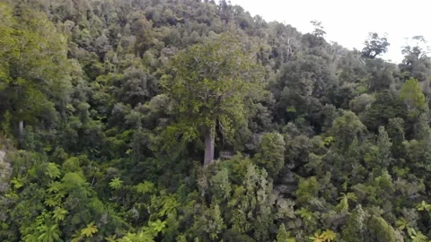 Aerial orbit of Square Kauri tree reveal... | Stock Video | Pond5