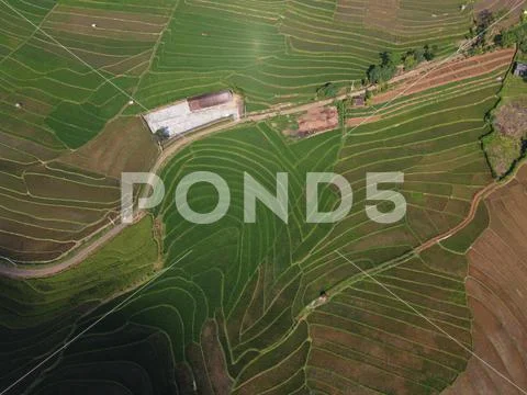 Aerial panorama of agrarian rice fields landscape Stock Image #153439151