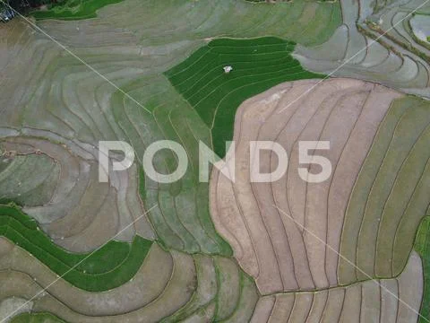 Photograph: Aerial panorama of agrarian rice fields landscape in the ...