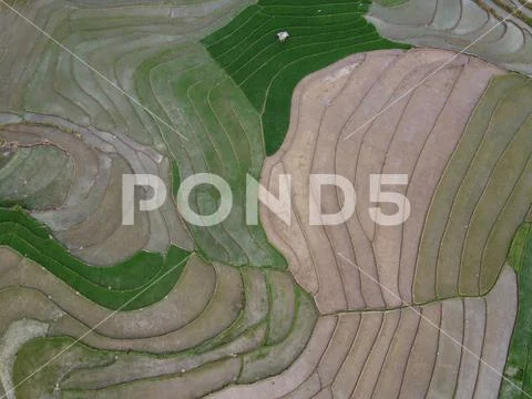 Photograph: Aerial panorama of agrarian rice fields landscape in the ...