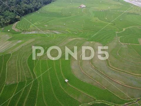 Aerial panorama of agrarian rice fields landscape in the village of ...