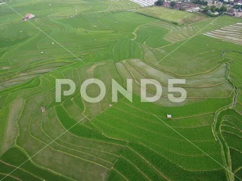 Aerial panorama of agrarian rice fields landscape in the village of ...