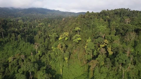 Aerial Rainforest Canopy Earth Day Con... | Stock Video | Pond5