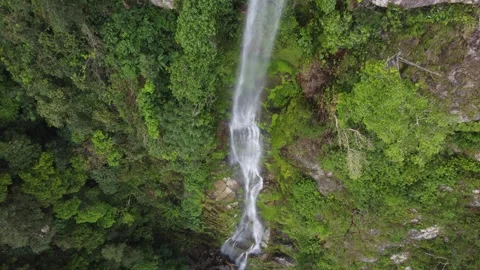 Aerial rises over wispy vine-like jungle... | Stock Video | Pond5