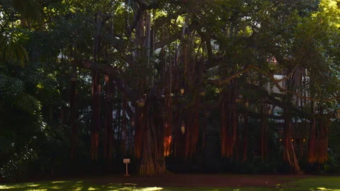 Aerial Roots of Banyan Tree Hanging Bene... | Stock Video | Pond5