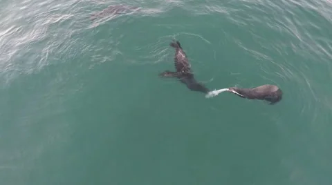 Shark Eating Stock Video Footage | Royalty Free Shark Eating Videos | Pond5