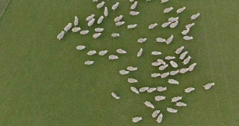 Gore Stock Video Footage | Royalty Free Gore Videos | Pond5