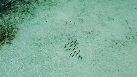 Crystal Chase Stock Videos – Royalty-Free HD & 4K Videos | Pond5