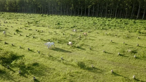 Aerial Shot of Cattle Grazing at Defores... | Stock Video | Pond5